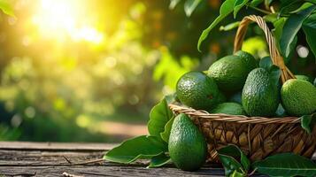 Avocado orchards in Kgapane